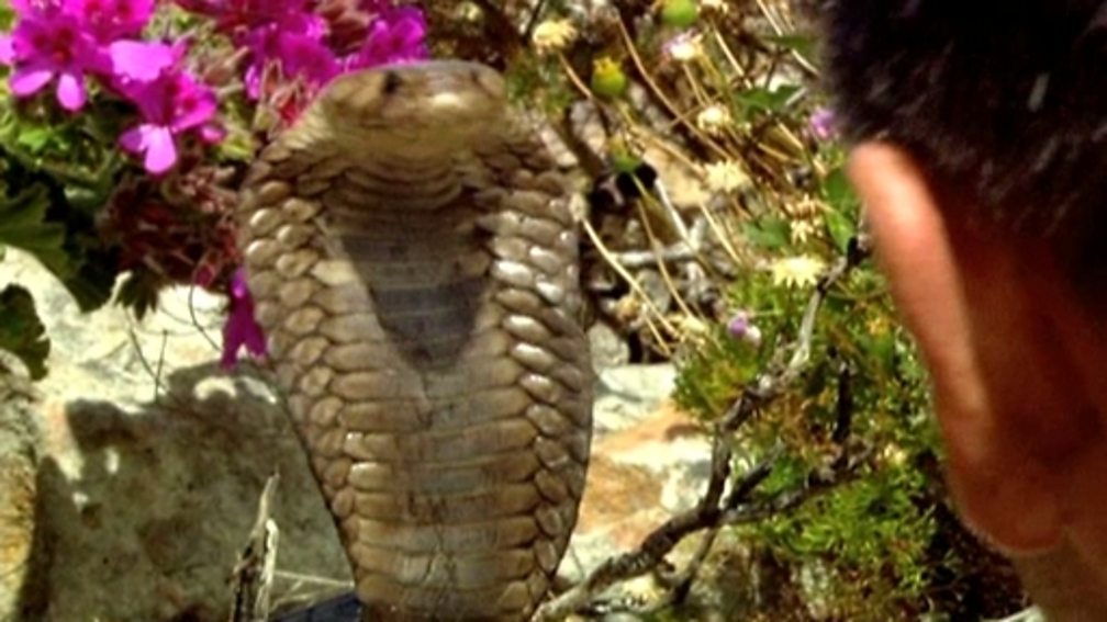 BBC Two - Science Clips, How We See Things, The human eye and how it works