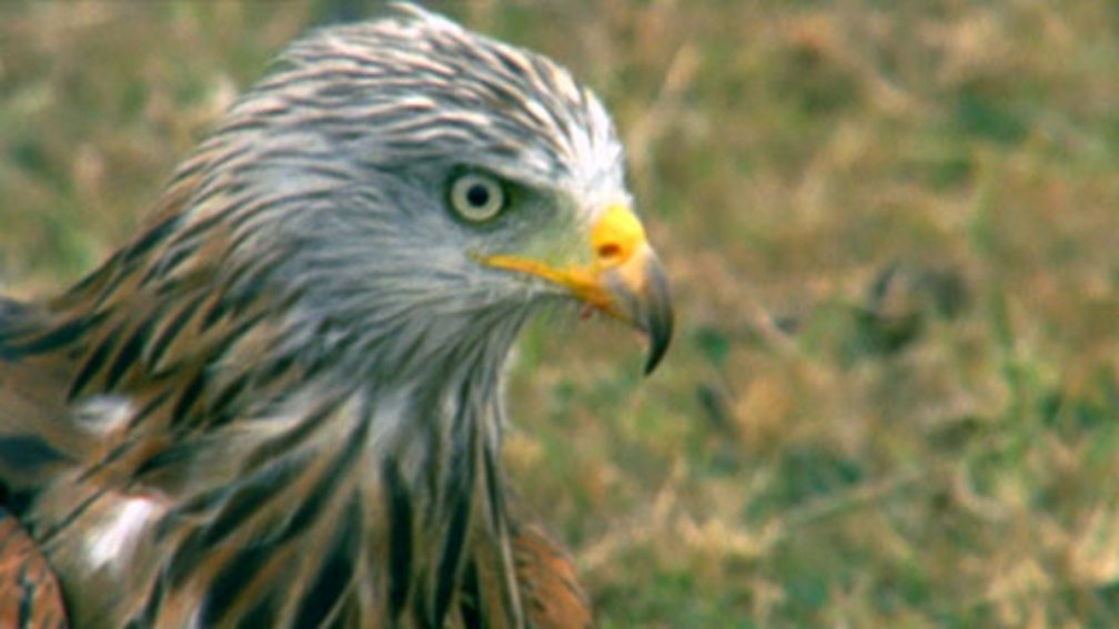 BBC Two - See You See Me, See Birds, Rural Birds, An introduction to ...