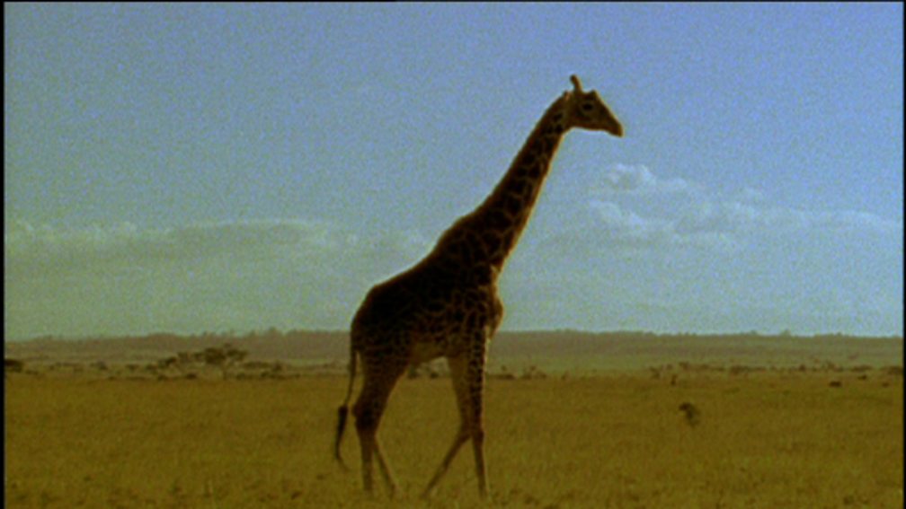 CBeebies - Our Planet, Animal Babies and Minibeasts, Minibeasts