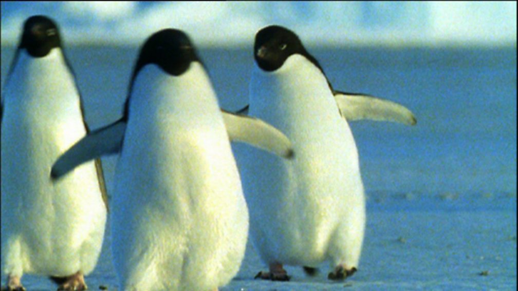 CBeebies - Our Planet, Birds that Don't Fly and Brown, Different ...