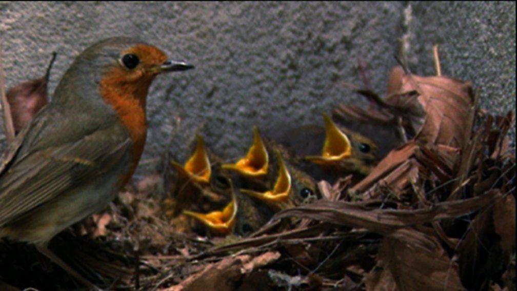 CBeebies - Our Planet, Hop, Skip and Jump and Baby Birds, Birds and ...