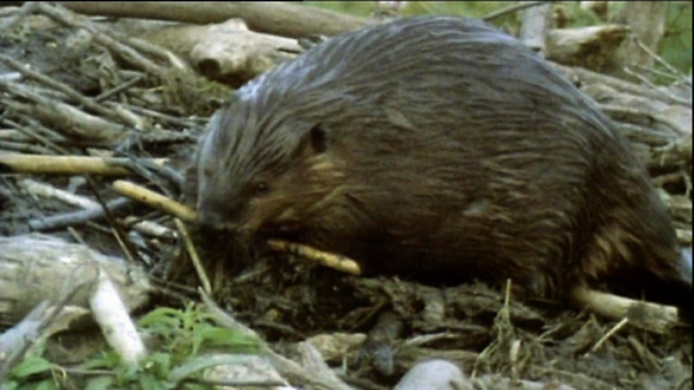 CBeebies - Our Planet, Spiders and Animal Shelters, Spiders