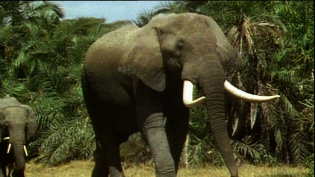 CBeebies - Our Planet, Colour Blue Teeth, How do animals use their teeth?