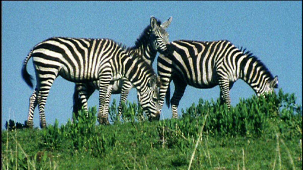 CBeebies - Our Planet - Clips