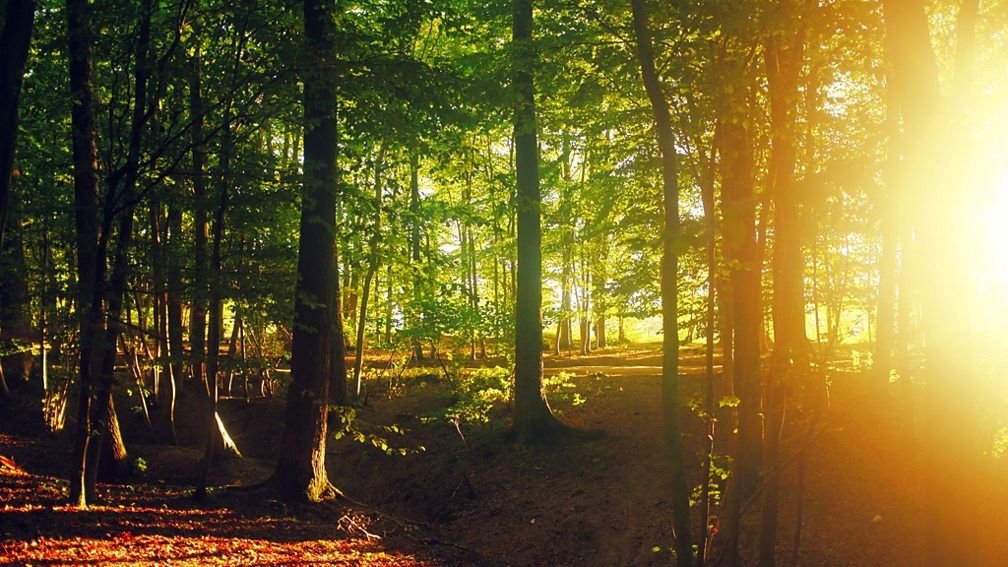 BBC Radio 4 Extra - The Secret Power of Trees