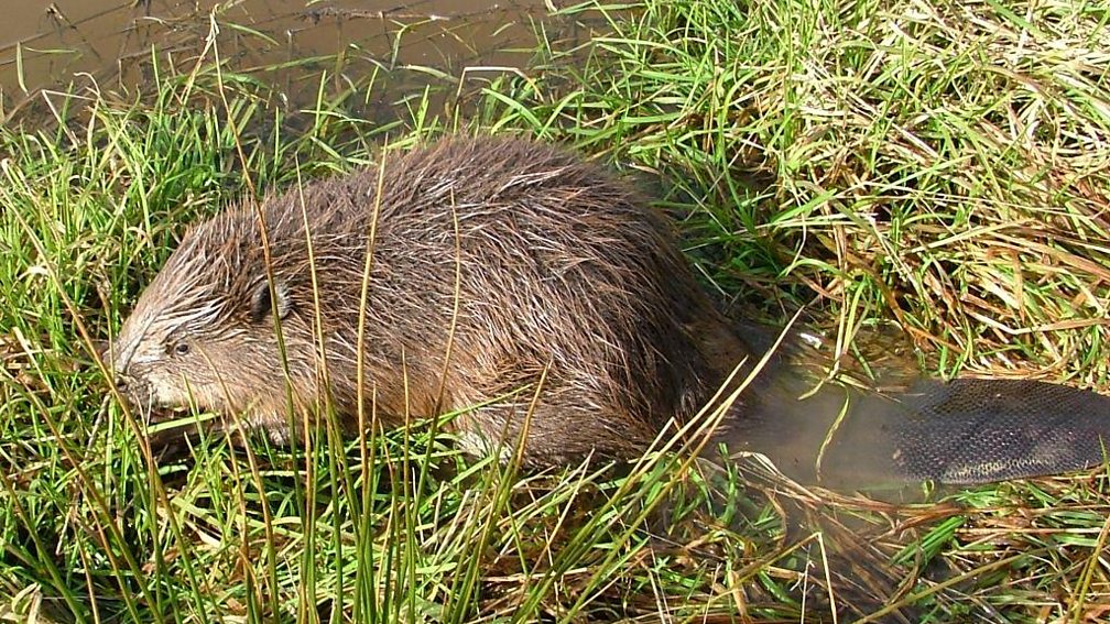 BBC Radio 4 - Saving Species, Series 3, Rewilding/Devonshire Beavers