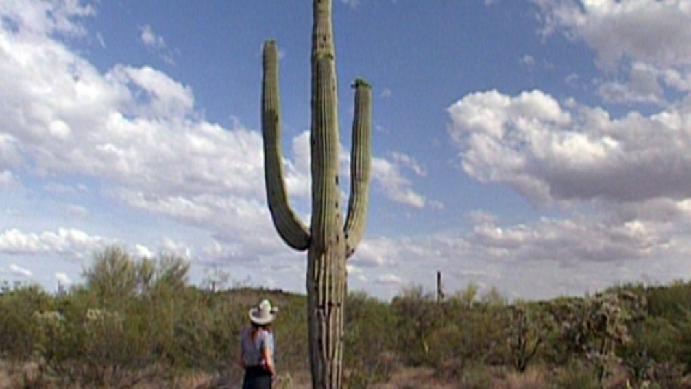 BBC Two - Science Clips, Helping Plants Grow Well, How cacti survive ...