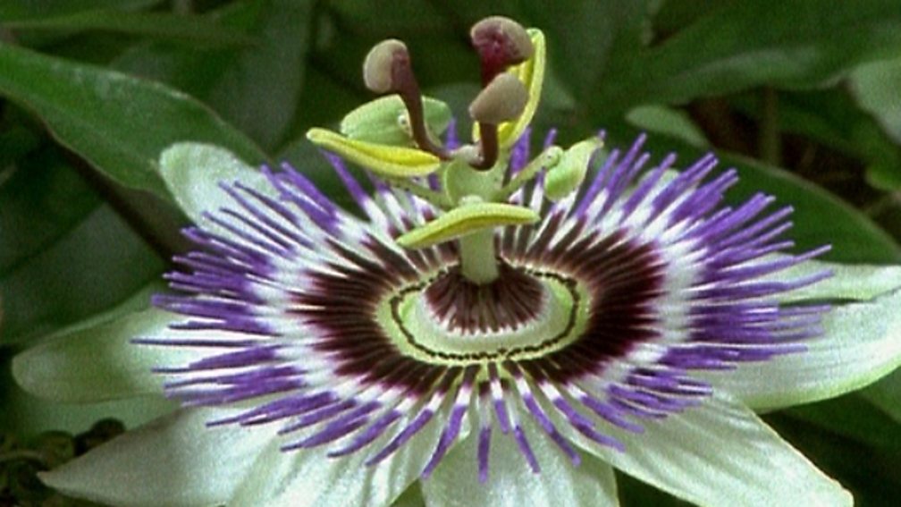 BBC Two - Science Clips, Life Cycles, Runner Beans