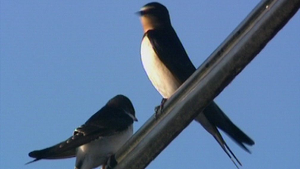 BBC Two - Wild About Nature, Episode 2, The Swallows' Journey