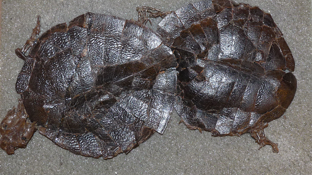 BBC Radio 4 - Sexual Nature: A Brief Natural History of Sex, Episode 1