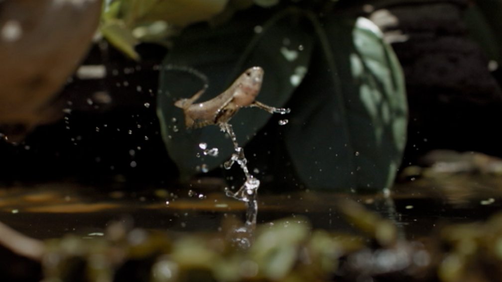 BBC One - Africa, Congo, Chimpanzee fire