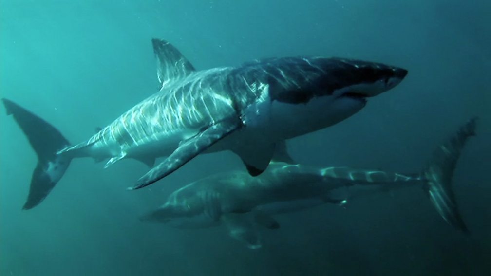 BBC One - Africa, Cape, Jumping for joy