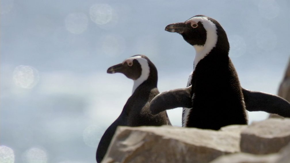 BBC One - Africa, Cape, Jumping for joy