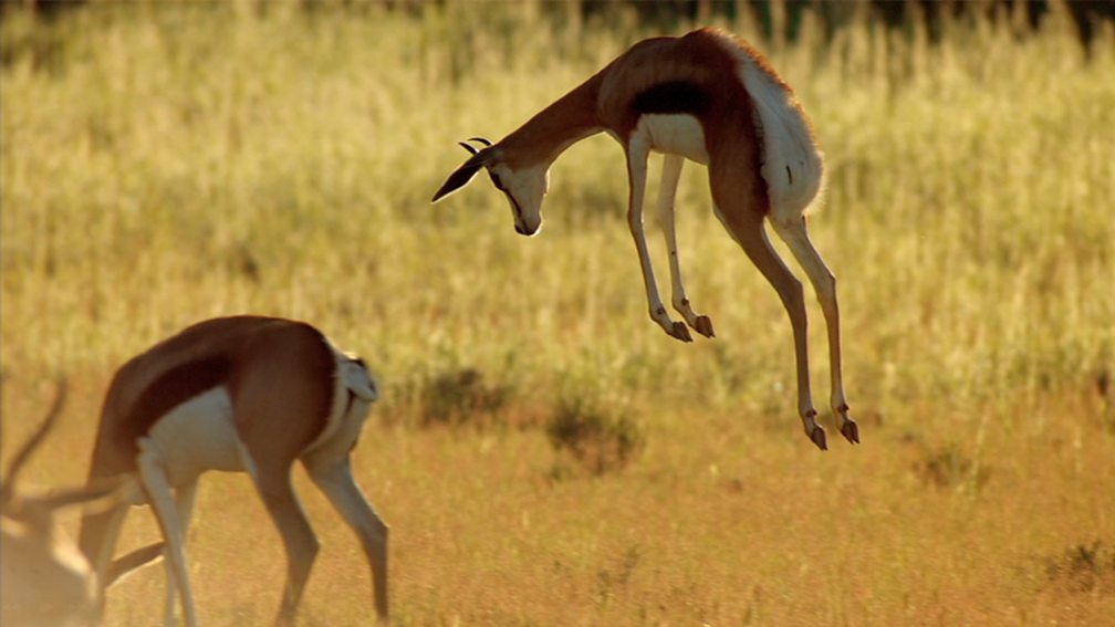 BBC One - Africa, Cape, Jumping for joy