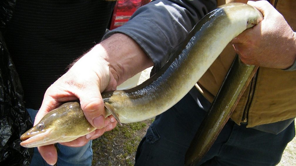 BBC Radio 4 - Saving Species, Series 3, Freshwater Eels and Mitten Crabs