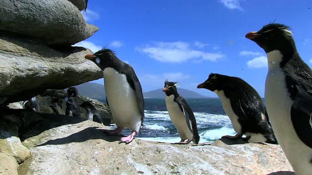 BBC One - Penguins - Spy in the Huddle, The Journey, First encounter ...