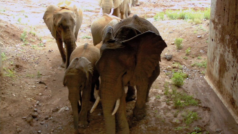 BBC One - Africa, The Future, Elephant underpass