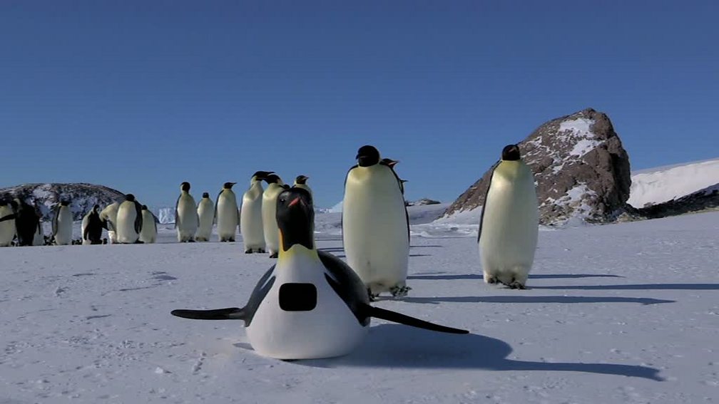 BBC One - Penguins - Spy in the Huddle, The Journey, Emperor Penguin ...