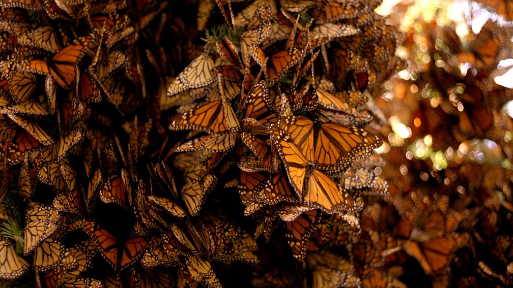 BBC Two - Wonders of Life, Original Series