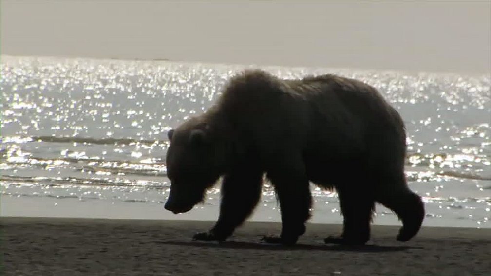 BBC Four - Johnny Kingdom and the Bears of Alaska