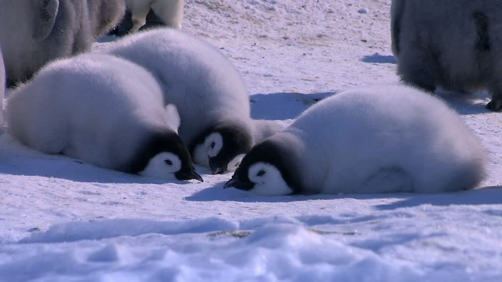 BBC One - Penguins - Spy in the Huddle, Growing Up, Emperor chicks get ...