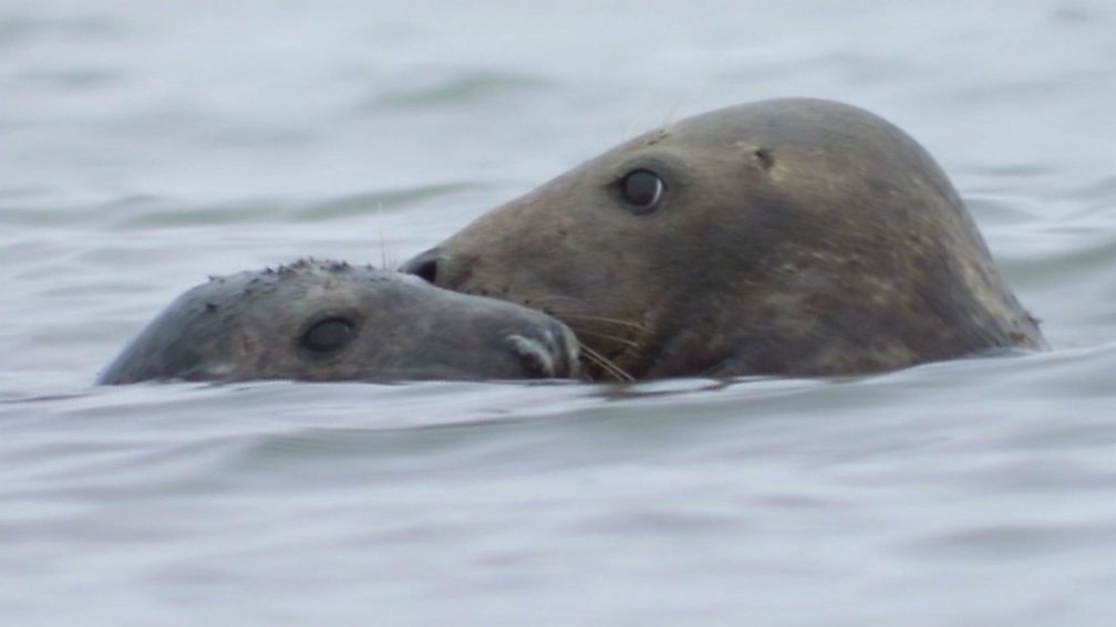 BBC Two - The Great British Winter, Estuaries, Walney Island seals