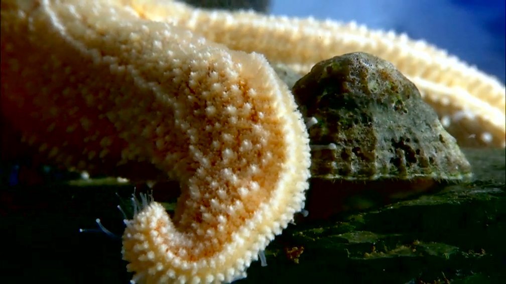 BBC Four - The Secret Life of Rockpools