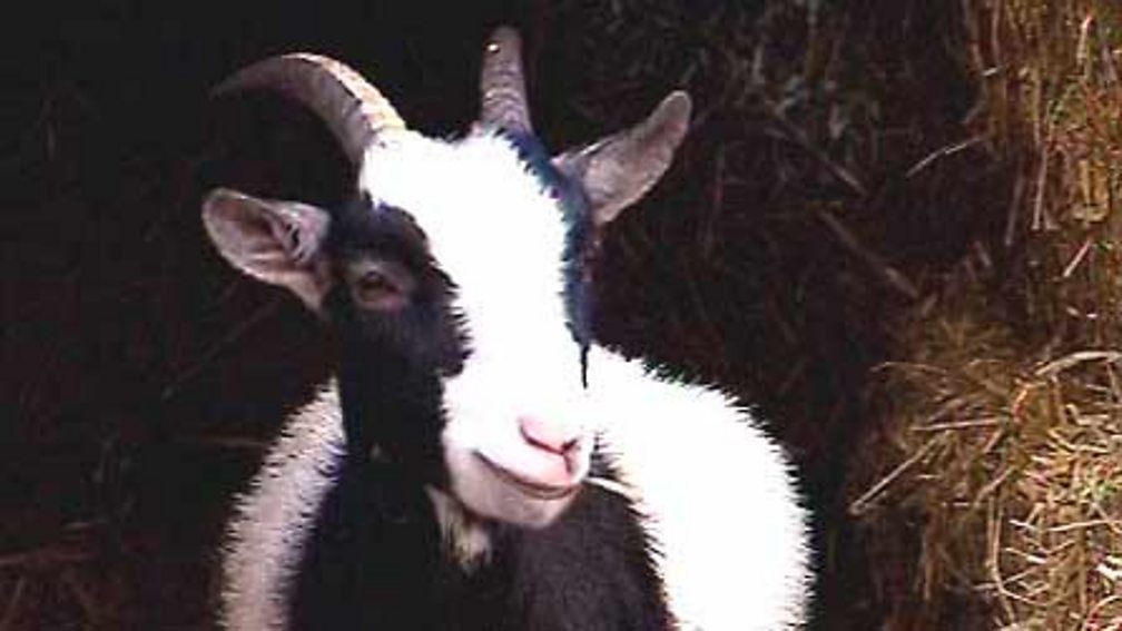 CBeebies - Big Barn Farm, Big Barn Farm Theme Song