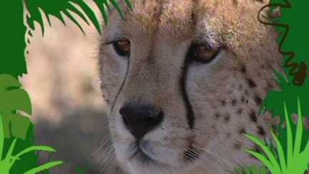 CBeebies - Little Big Cat