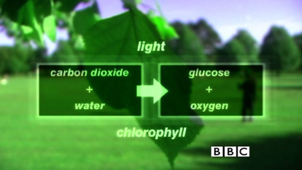 CBBC - KS3 Curriculum Bites, Want 2Tlk Science, Respiration and ...