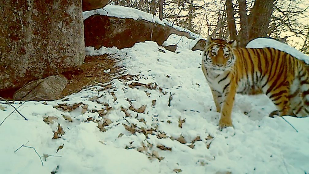 BBC Two - Operation Snow Tiger