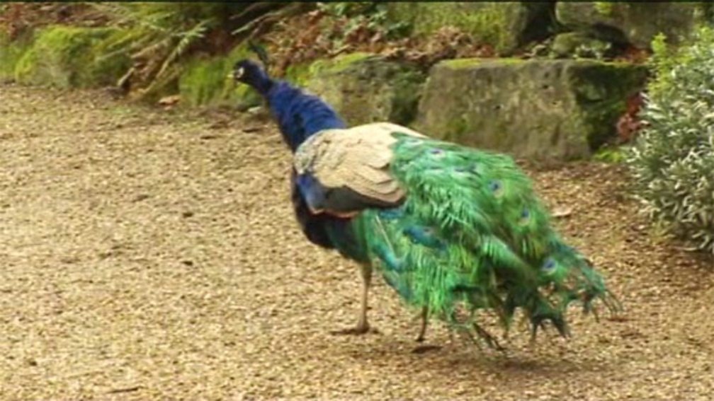 CBeebies - Green Balloon Club, Peacock Report