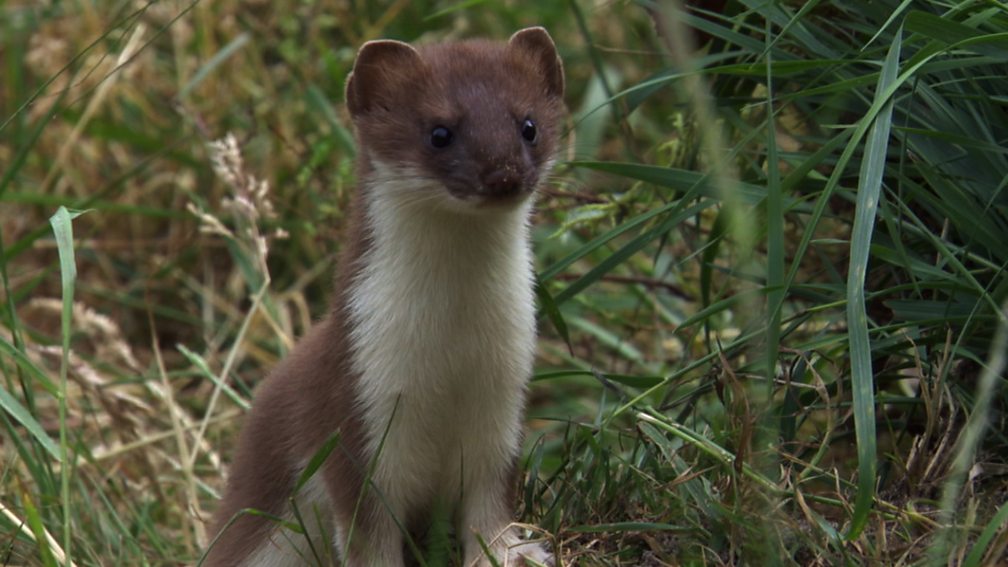 BBC Two - Wonders of Nature, Stoat - Play, Stoats playing in the wild ...