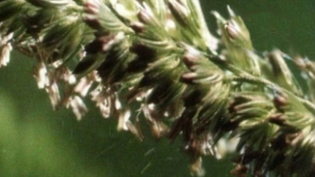 BBC Two - Key Stage Three Bitesize Revision, Science 1, Pollination model