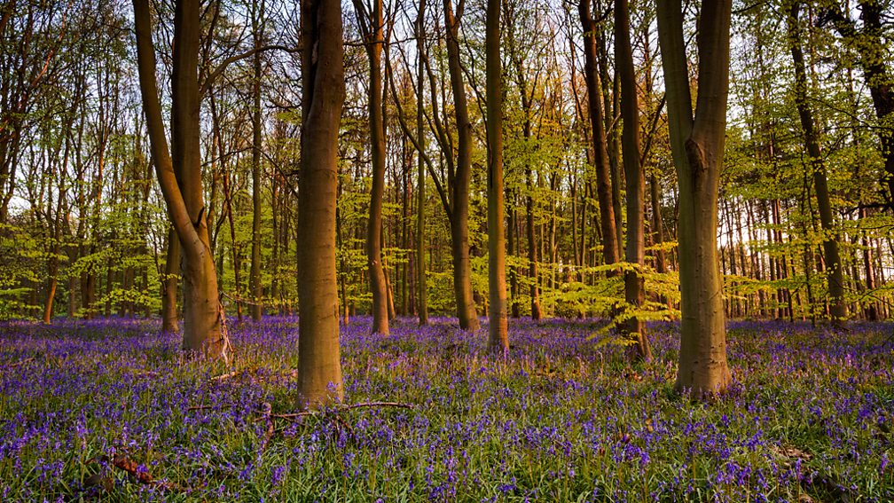 BBC One - The Great British Year, Original Series