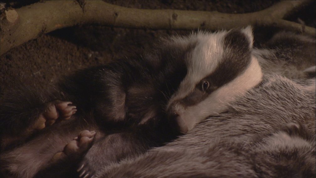 BBC Two - The Burrowers: Animals Underground