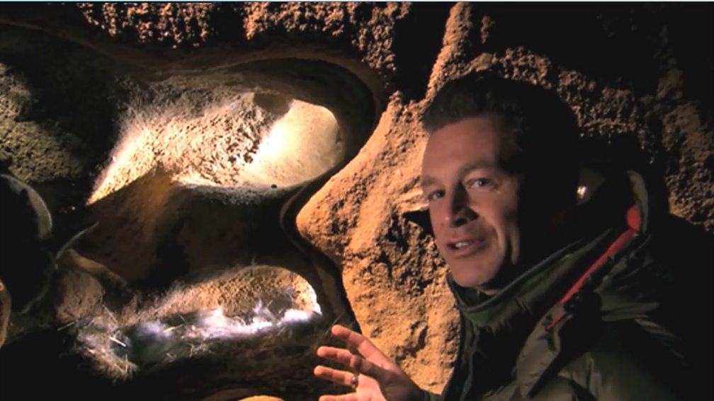 BBC Two - The Burrowers: Animals Underground