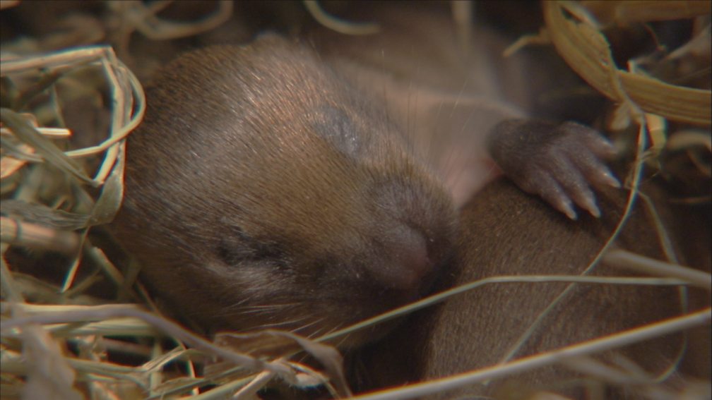 BBC Two - The Burrowers: Animals Underground
