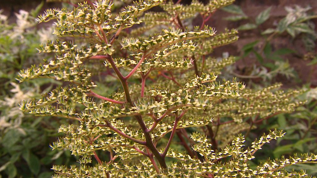BBC Two - Gardeners' World, 2013, Episode 20, Penstemon cuttings