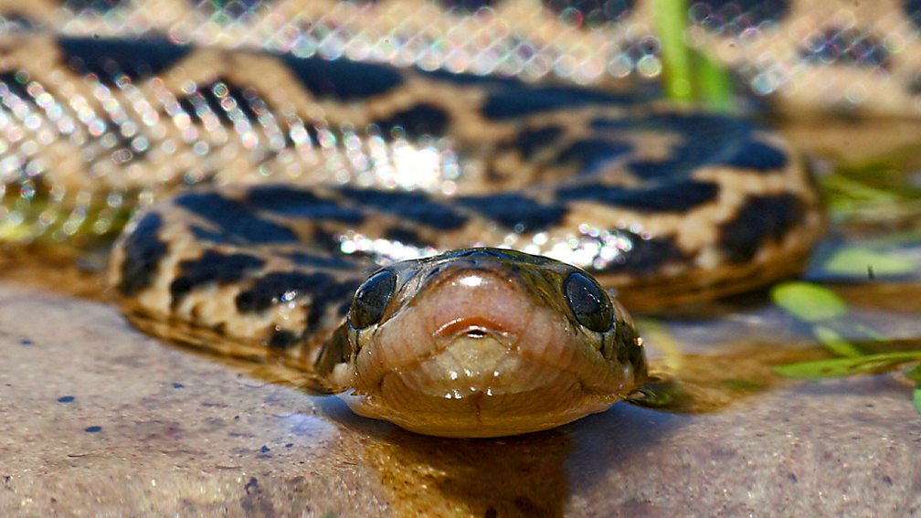 BBC One - Life in Cold Blood, Sophisticated Serpents, Antenatal anaconda