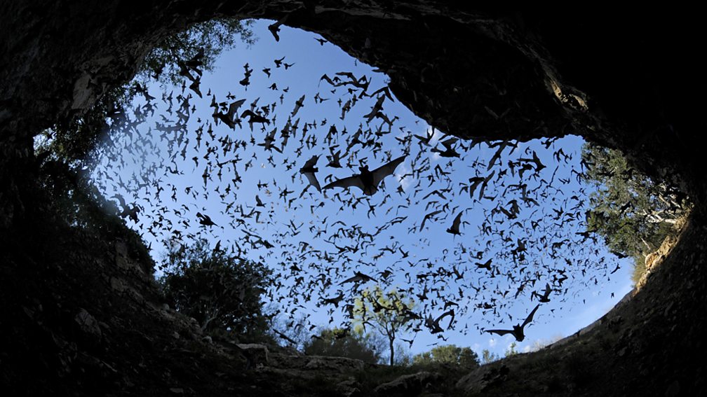 BBC One - Swarm: Nature's Incredible Invasions, One Million Heads, One ...