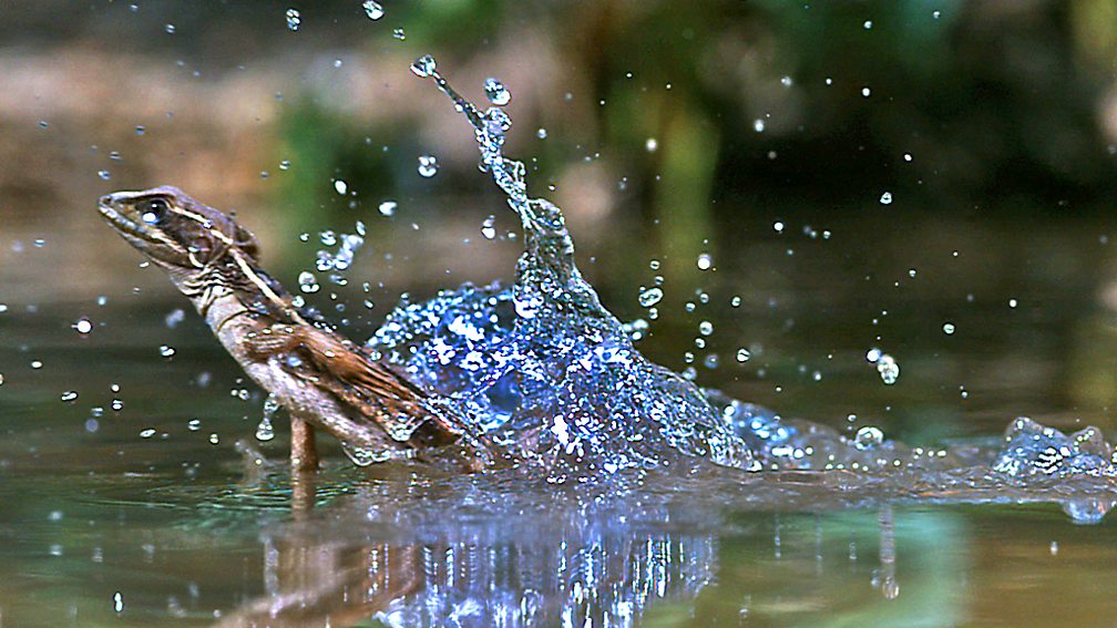 BBC One - Life, Reptiles and Amphibians, Bouncing toads