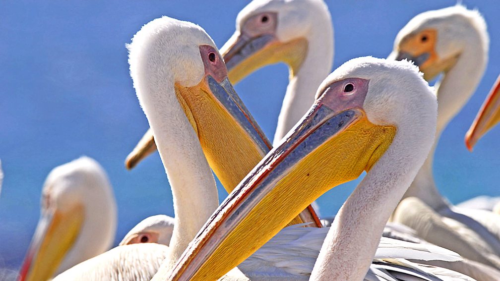 BBC One - Life, Birds, Partners for life