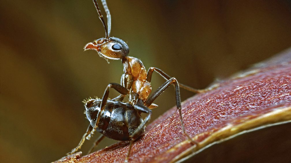 BBC One - Life, Insects, Monarch migration