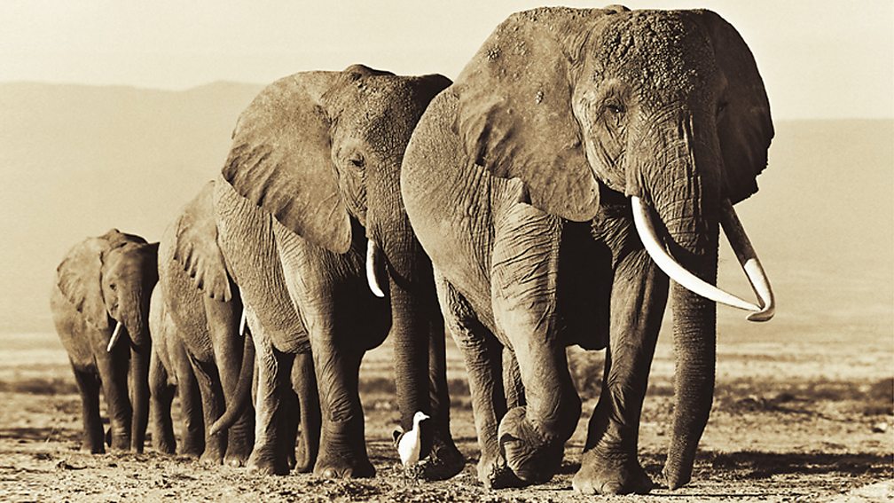 BBC Two - Natural World, 2010-2011, Echo - An Unforgettable Elephant ...