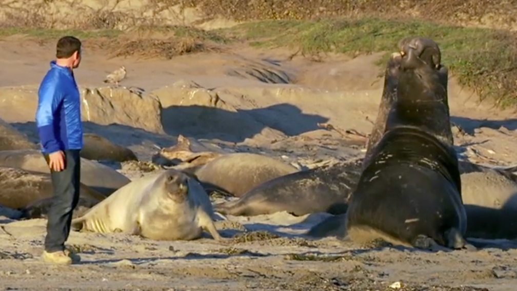 BBC One - Super Giant Animals