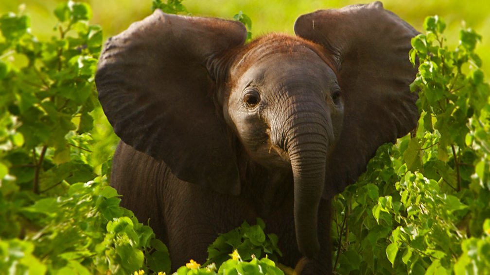 BBC One - Planet Earth Live, Series 1 - Episode guide