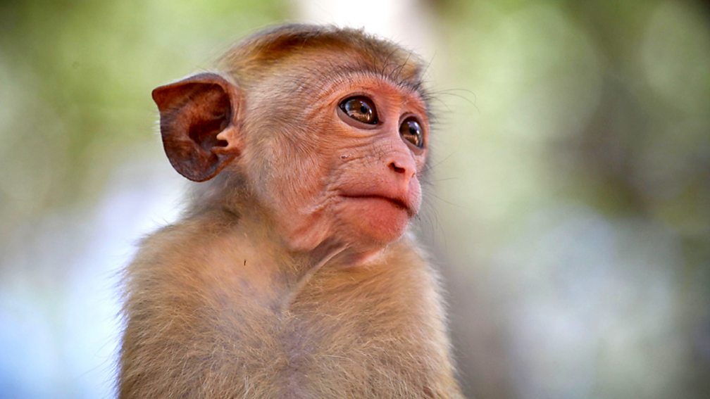 BBC One - Planet Earth Live, Series 1 - Episode guide