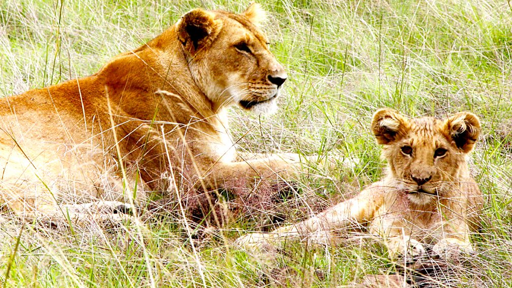 BBC One - Planet Earth Live, Series 1 - Episode guide