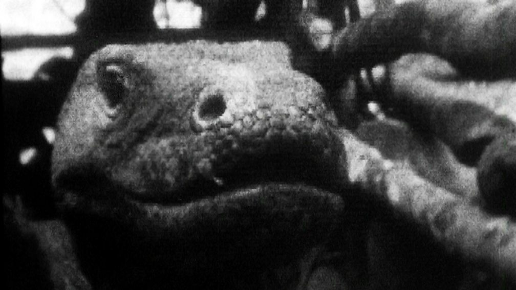 BBC - Zoo Quest, Zoo Quest for a Dragon, Dragons of Komodo, Zoo Quest ...